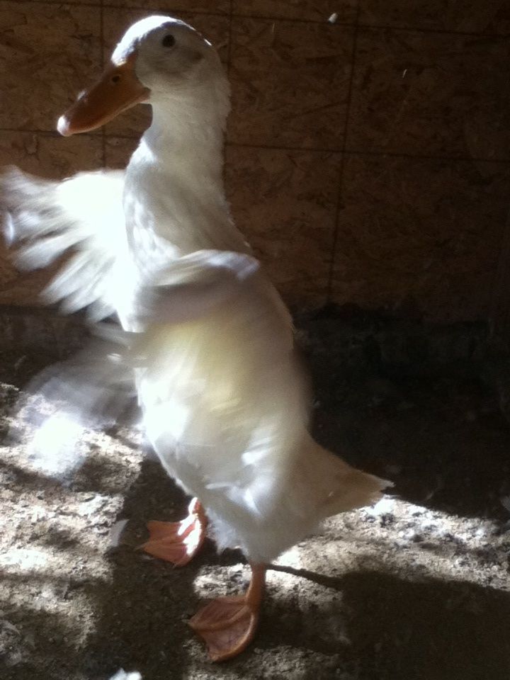 Charles in mid flap! | BackYard Chickens - Learn How to Raise Chickens