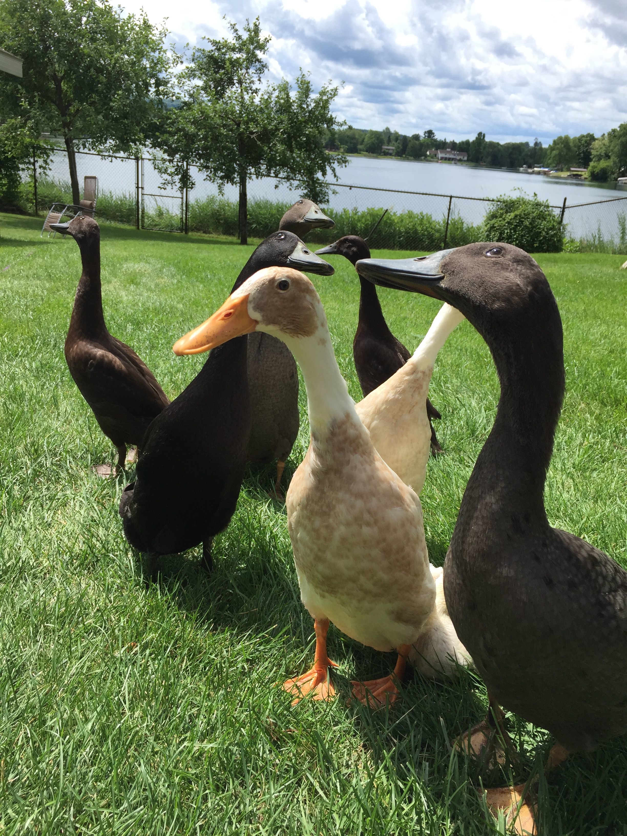 Checking out an airplane | BackYard Chickens - Learn How to Raise Chickens