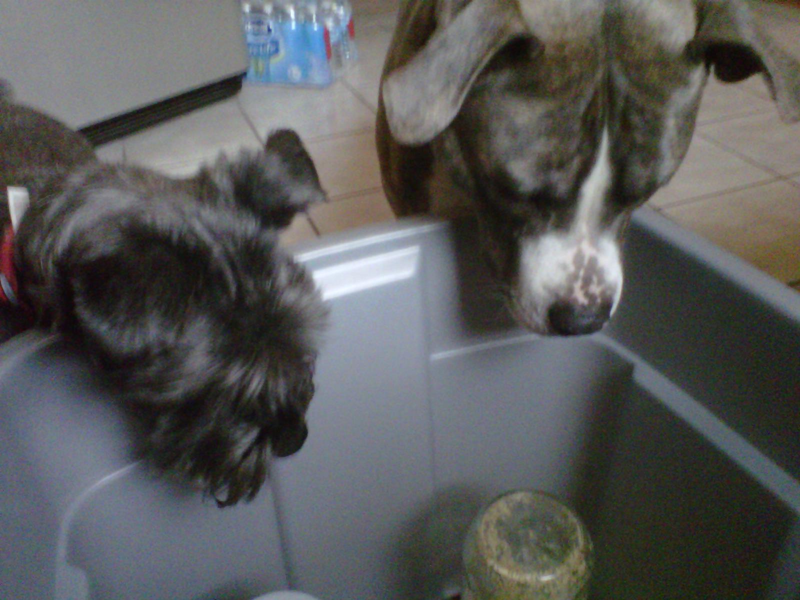 checking out the new kids. | BackYard Chickens - Learn How to Raise ...