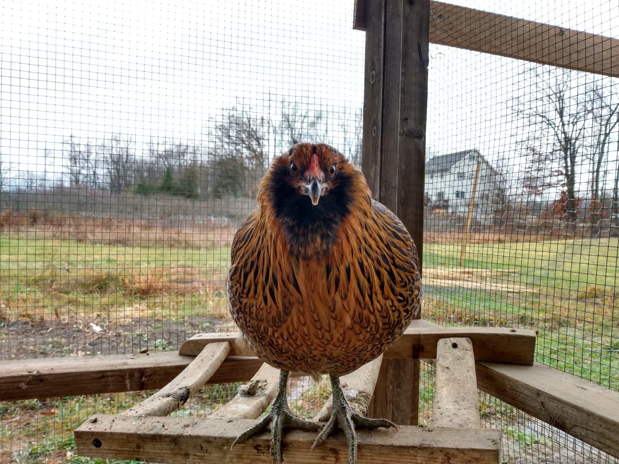 Cheeks on a roost | BackYard Chickens - Learn How to Raise Chickens