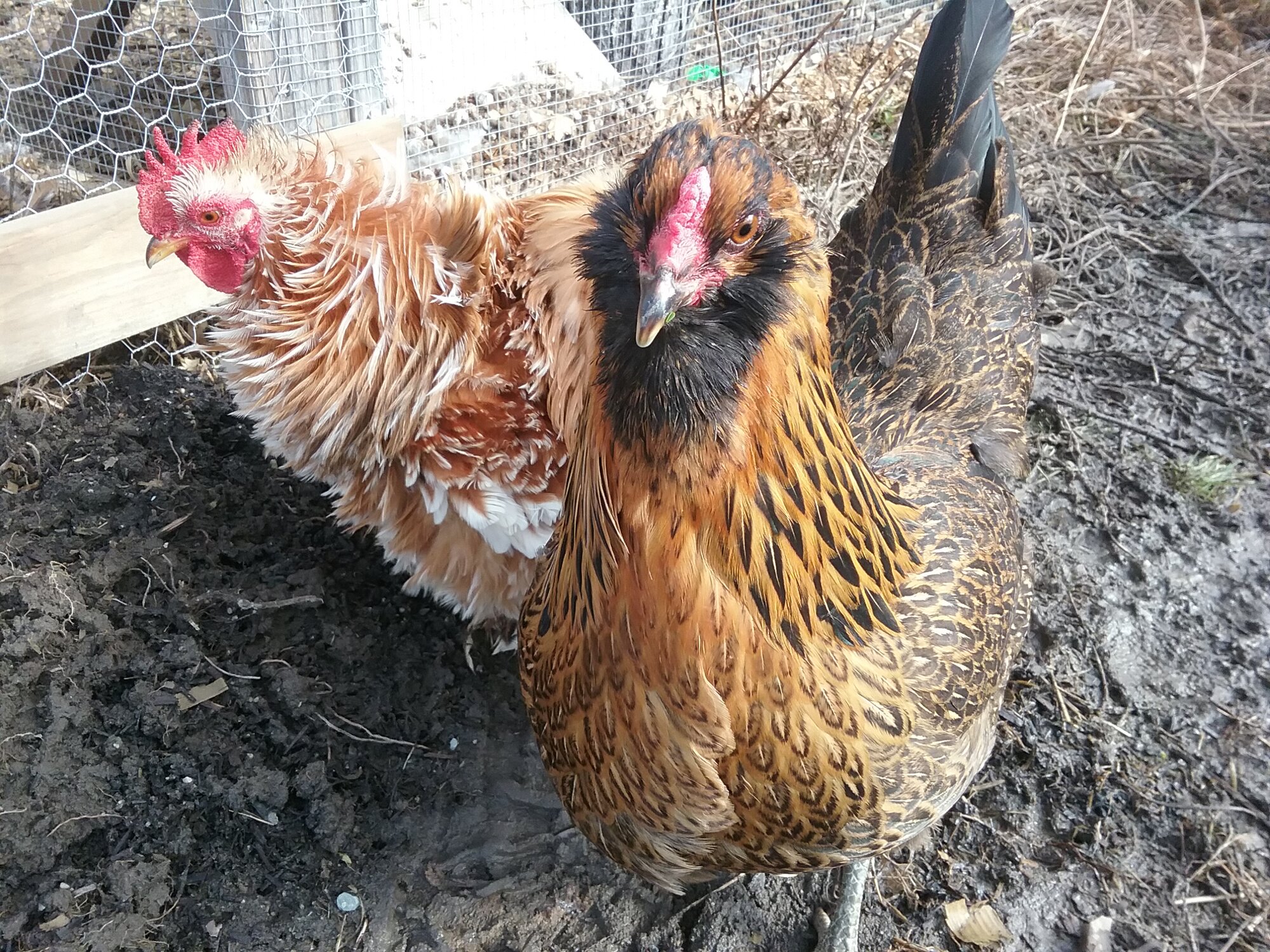 Cheeks & Papaya | BackYard Chickens - Learn How to Raise Chickens