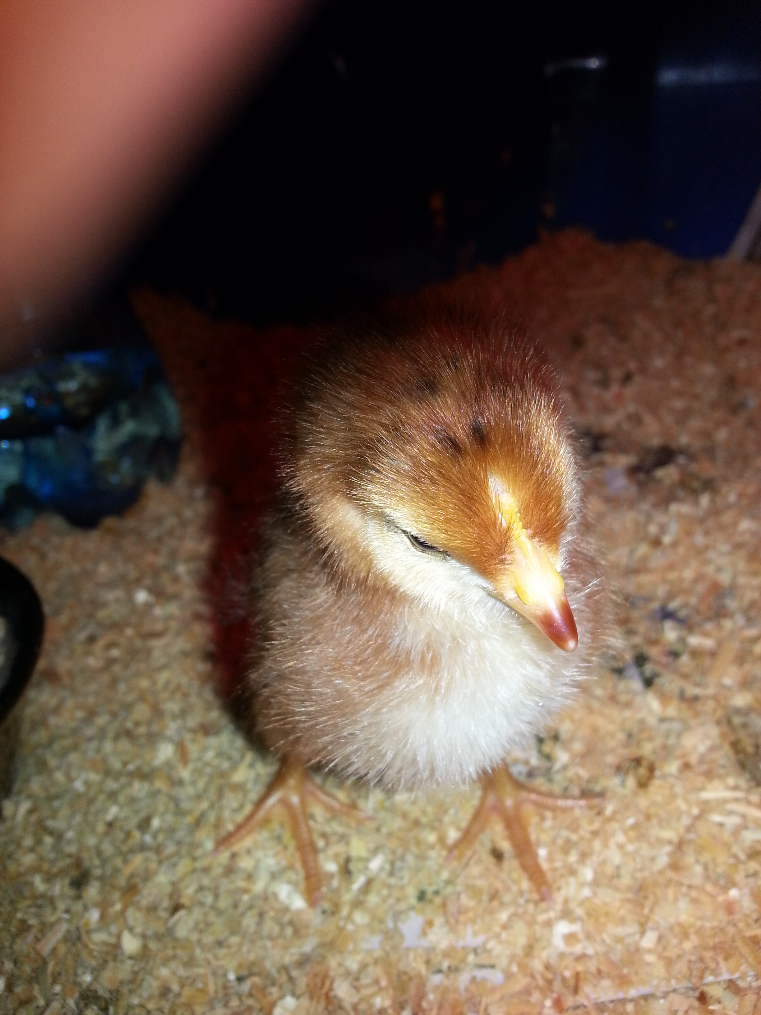 Cherry Egger - 'Pauline' | BackYard Chickens - Learn How to Raise Chickens