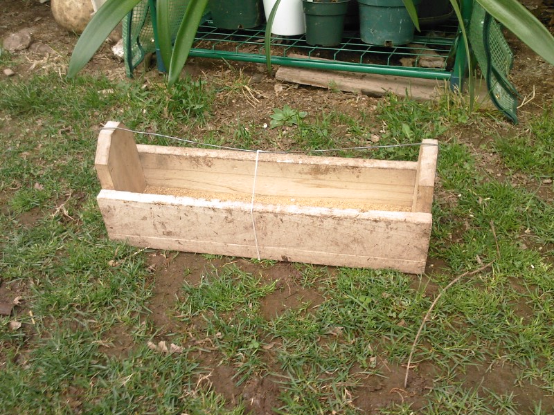 Chick feed trough four weeks and up | BackYard Chickens - Learn How to ...