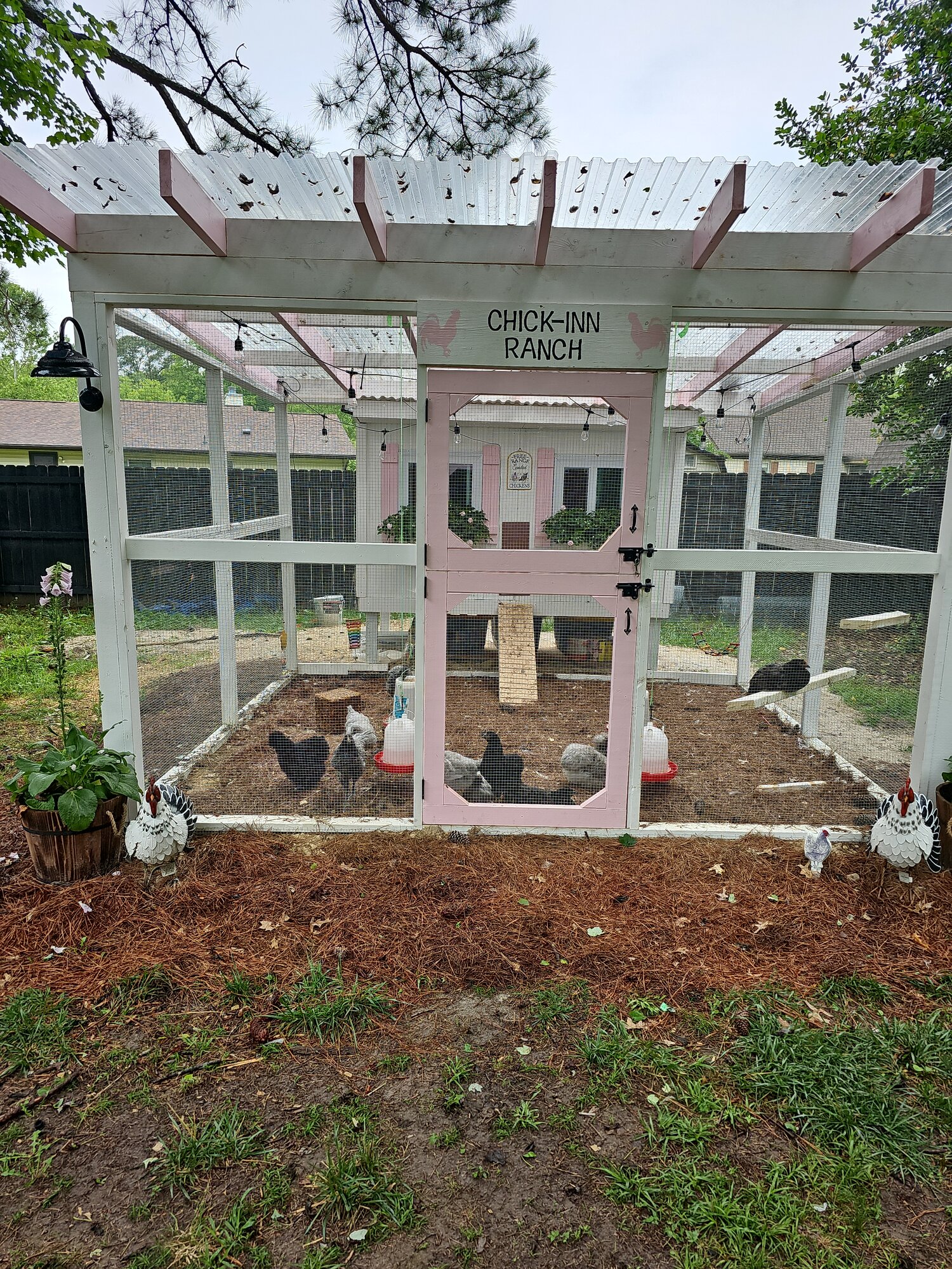 CHICK-INN RANCH day time | BackYard Chickens - Learn How to Raise Chickens