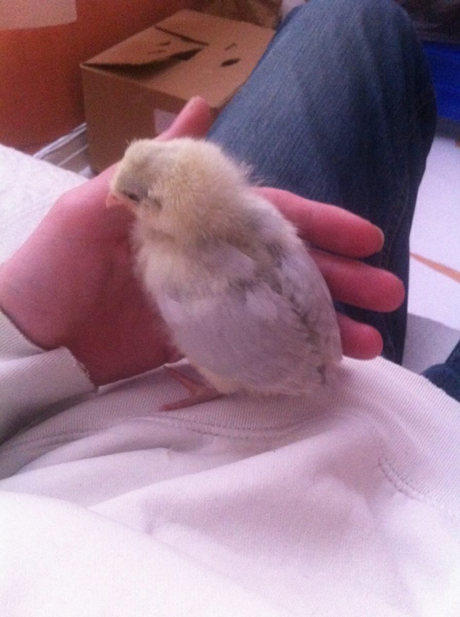 Chicken 1 | BackYard Chickens - Learn How to Raise Chickens