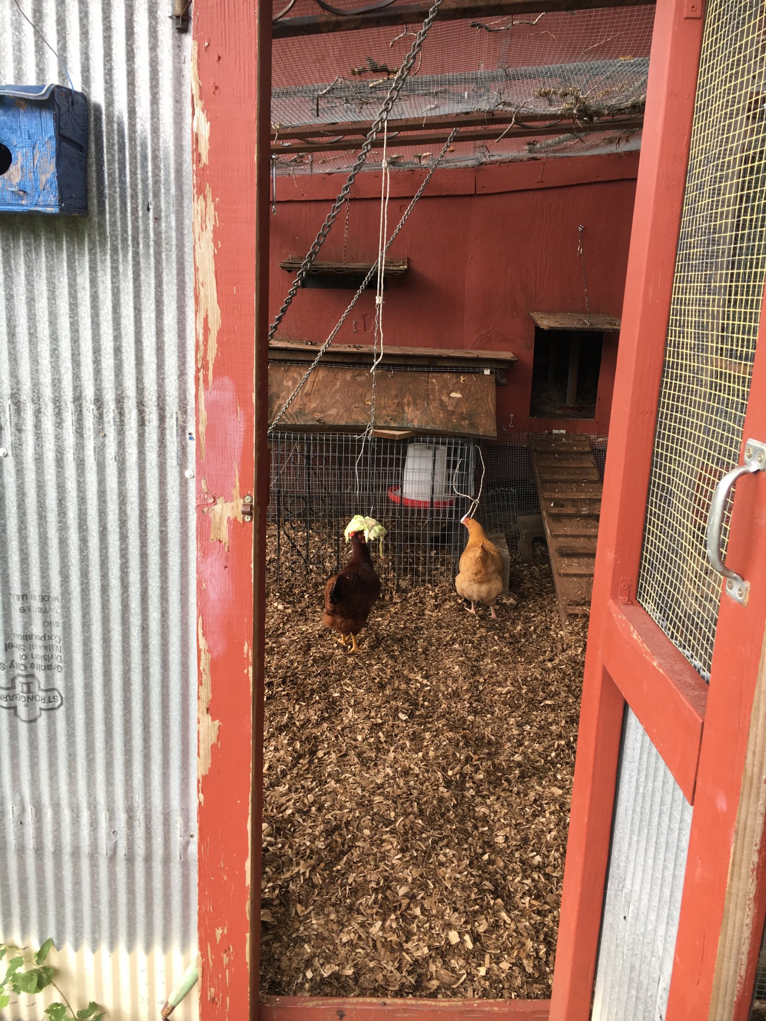 Chicken-area | BackYard Chickens - Learn How to Raise Chickens