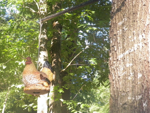 Chicken birdhouse | BackYard Chickens - Learn How to Raise Chickens