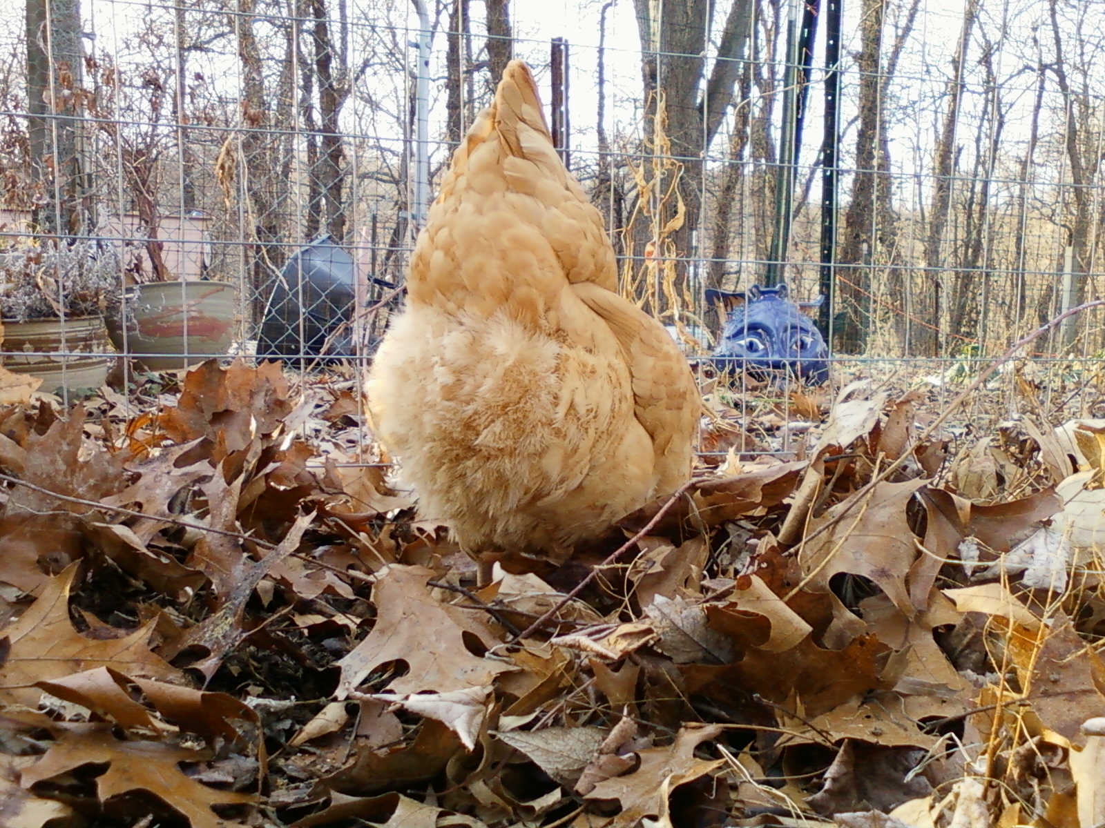 CHICKEN BUTT! | BackYard Chickens - Learn How to Raise Chickens