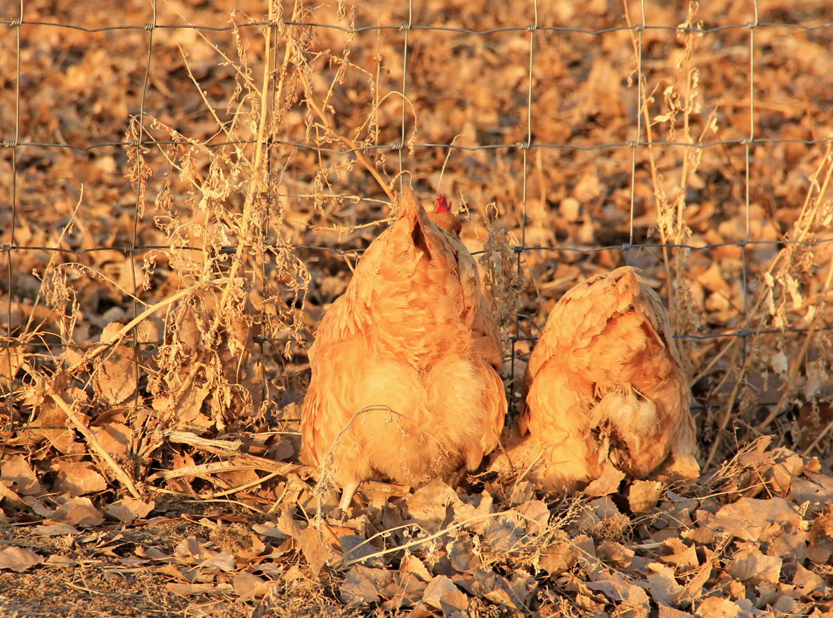 chicken butts | BackYard Chickens - Learn How to Raise Chickens