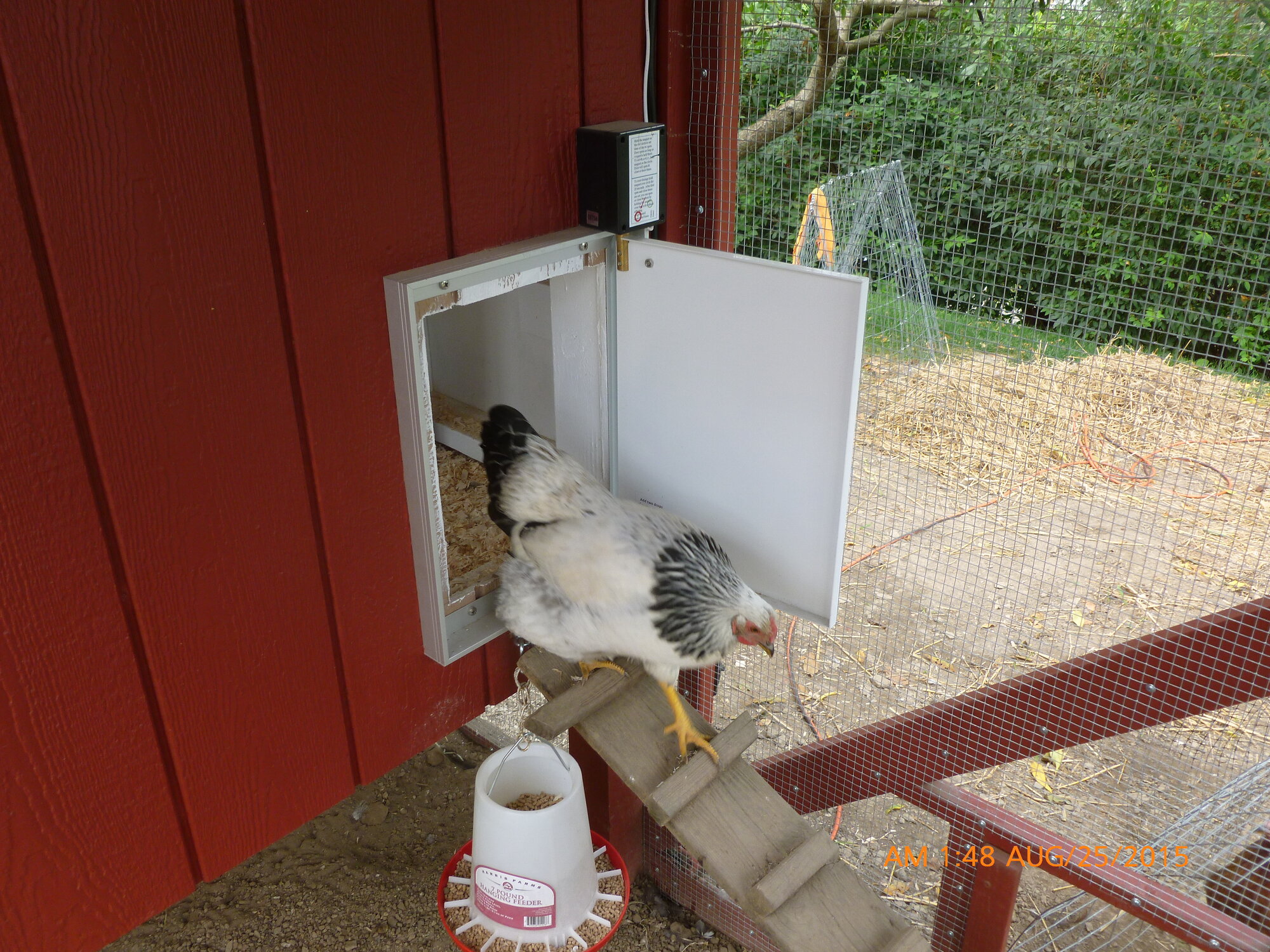 Chicken Door | BackYard Chickens - Learn How to Raise Chickens