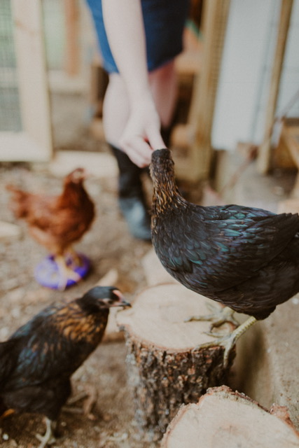 Chicken Models-11 | BackYard Chickens - Learn How to Raise Chickens