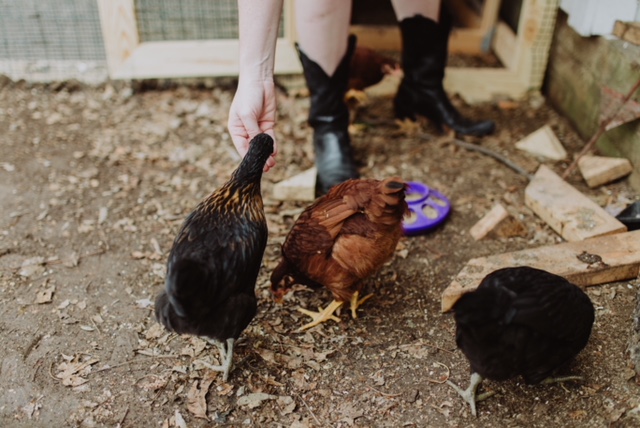 Chicken Models-13 | BackYard Chickens - Learn How to Raise Chickens