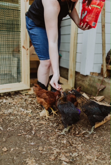 Chicken Models-14 | BackYard Chickens - Learn How to Raise Chickens