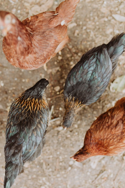 Chicken Models-17 | BackYard Chickens - Learn How to Raise Chickens