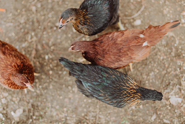 Chicken Models-20 | BackYard Chickens - Learn How to Raise Chickens