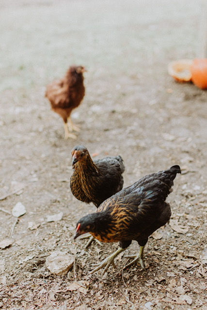 Chicken Models-21 | BackYard Chickens - Learn How to Raise Chickens