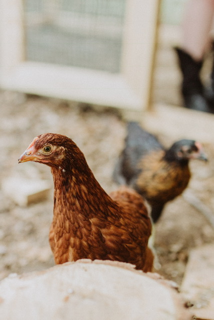 Chicken Models-22 E | BackYard Chickens - Learn How to Raise Chickens