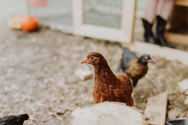 Chicken Models-22 | BackYard Chickens - Learn How to Raise Chickens