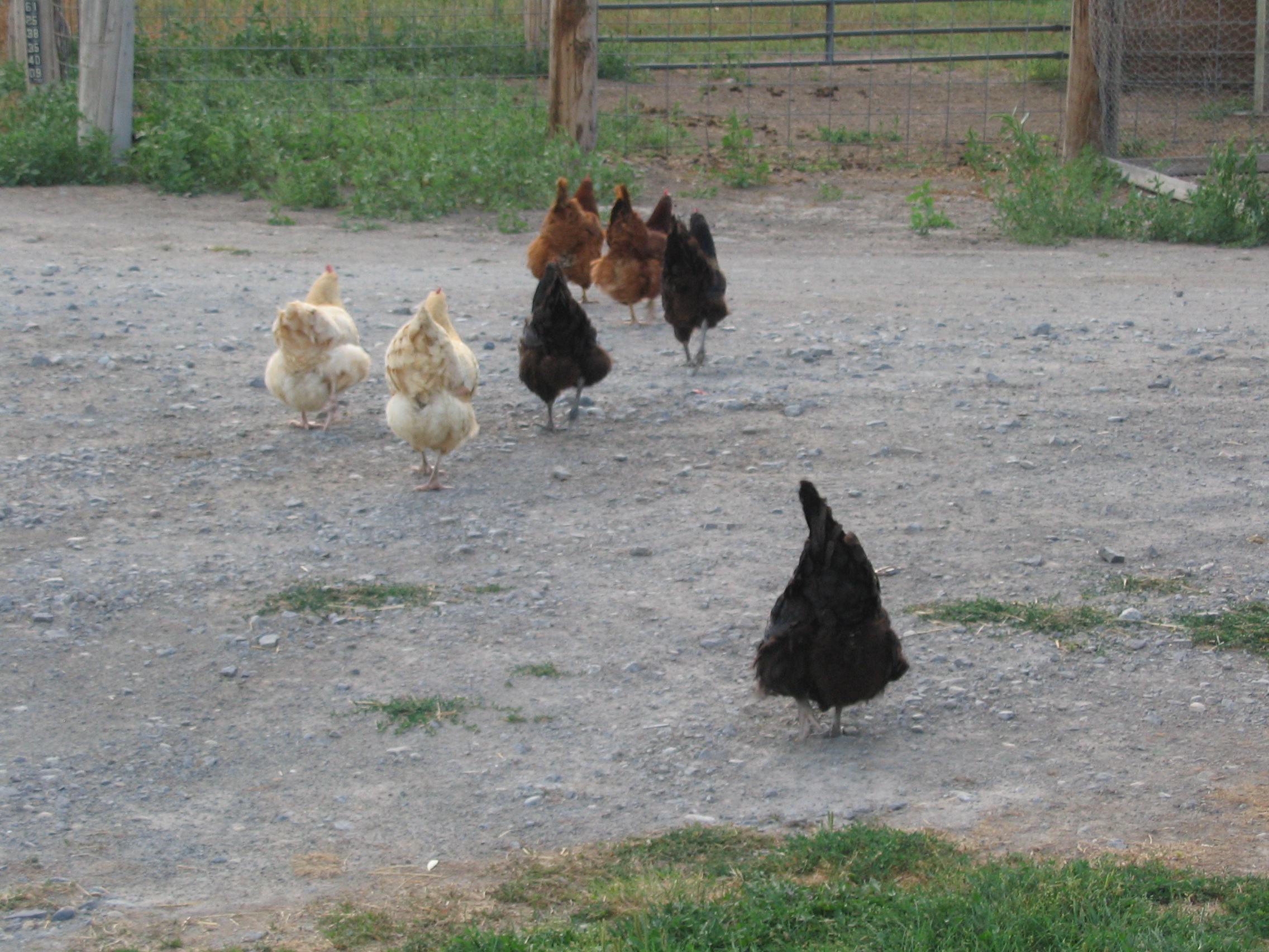 Chicken Parade | BackYard Chickens - Learn How to Raise Chickens