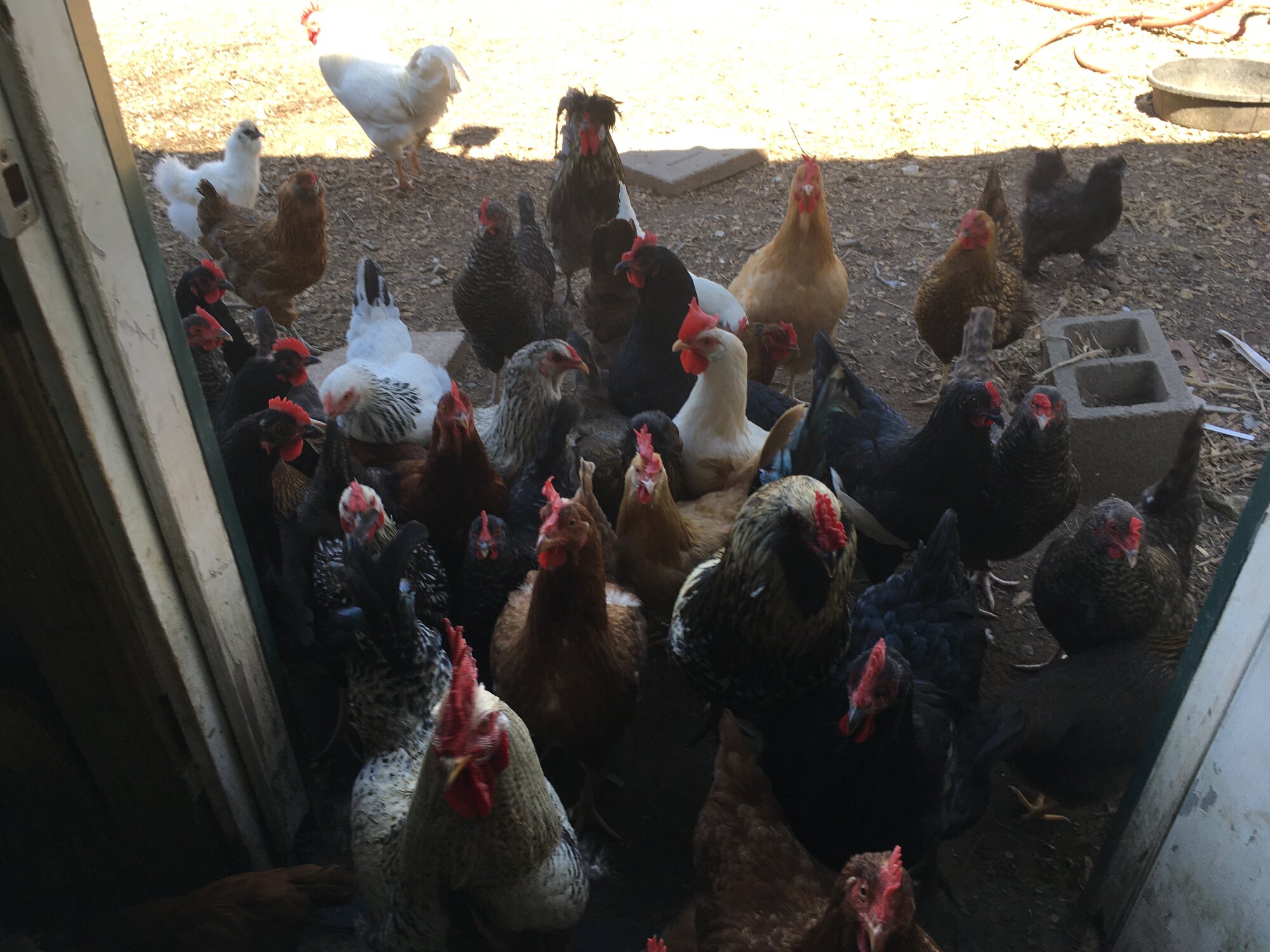 Chickens 3.JPG | BackYard Chickens - Learn How to Raise Chickens