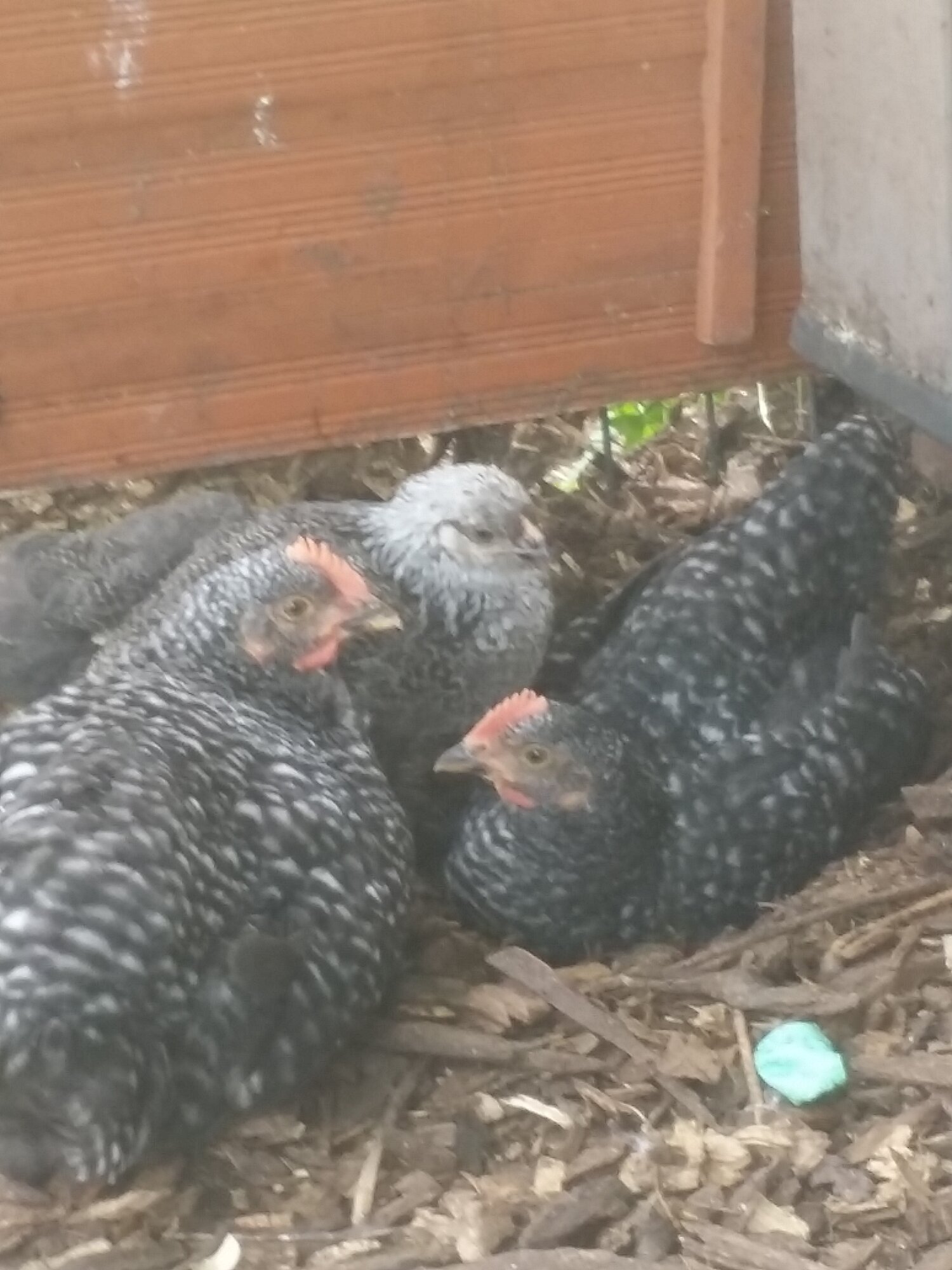 Chicks napping | BackYard Chickens - Learn How to Raise Chickens