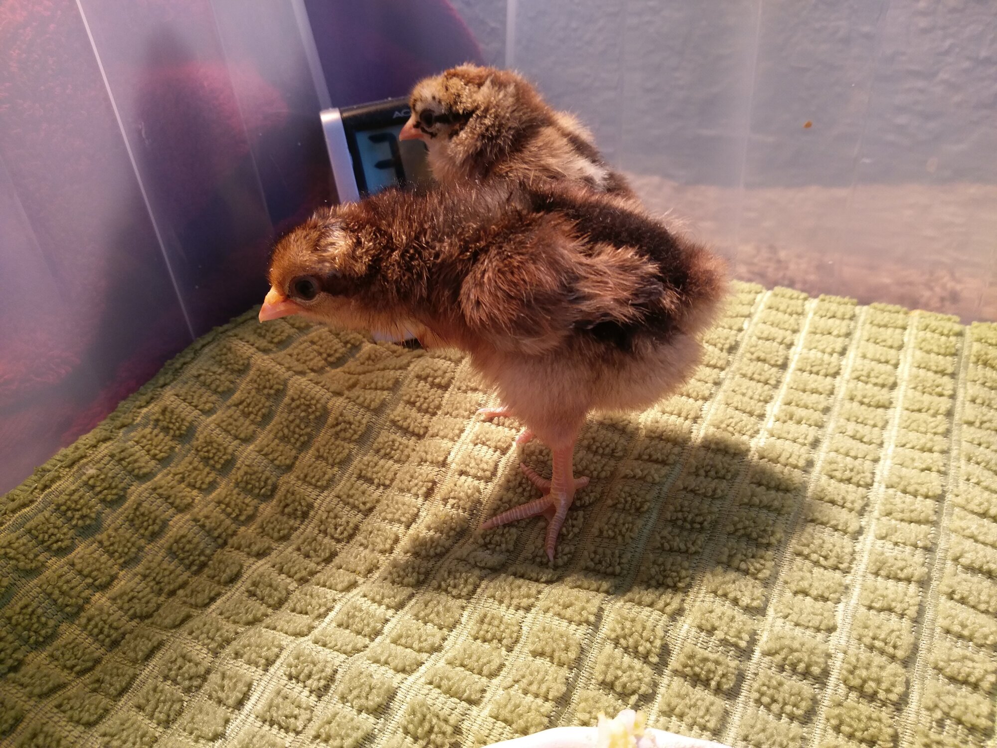 Chicks Standing | BackYard Chickens - Learn How to Raise Chickens