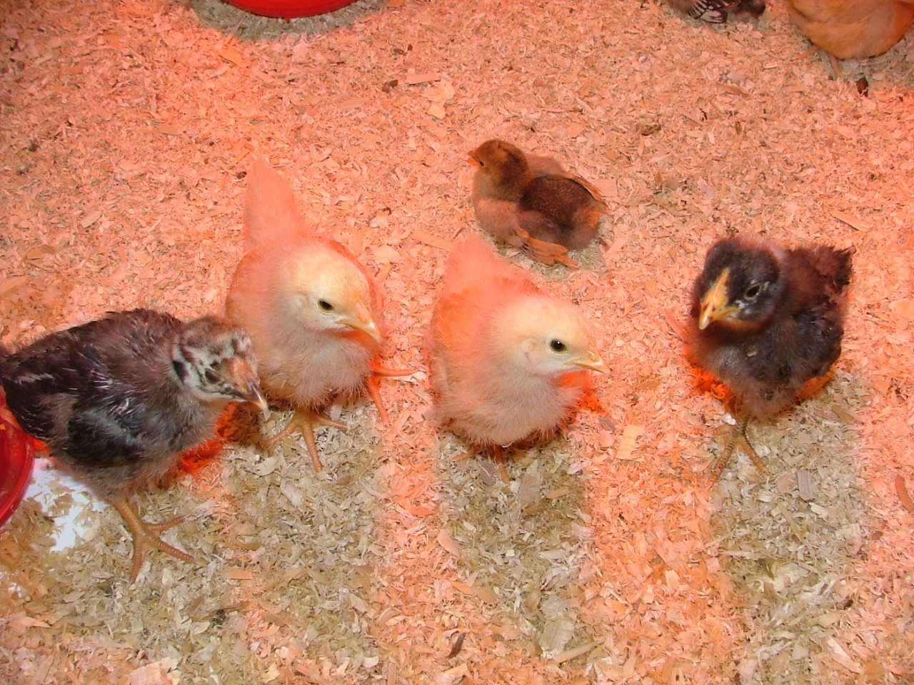 Chicks!! | BackYard Chickens - Learn How to Raise Chickens