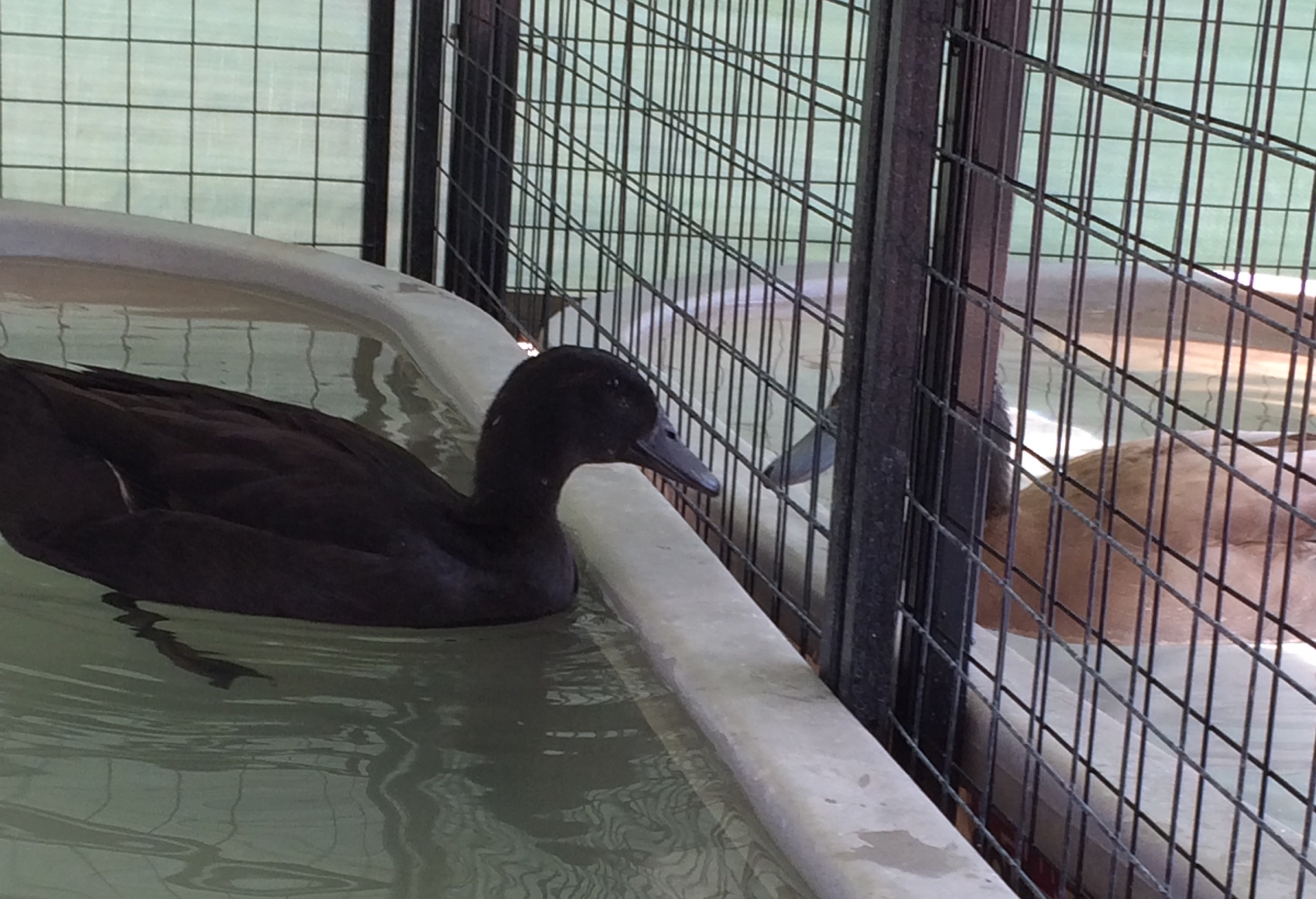 Chillin' in their pools | BackYard Chickens - Learn How to Raise Chickens