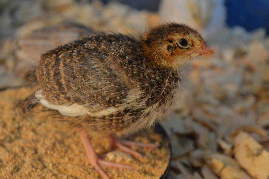 Chimera | BackYard Chickens - Learn How to Raise Chickens