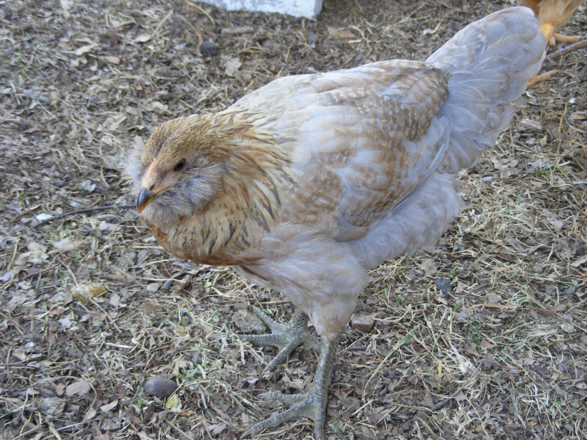 Chipmunk | BackYard Chickens - Learn How to Raise Chickens