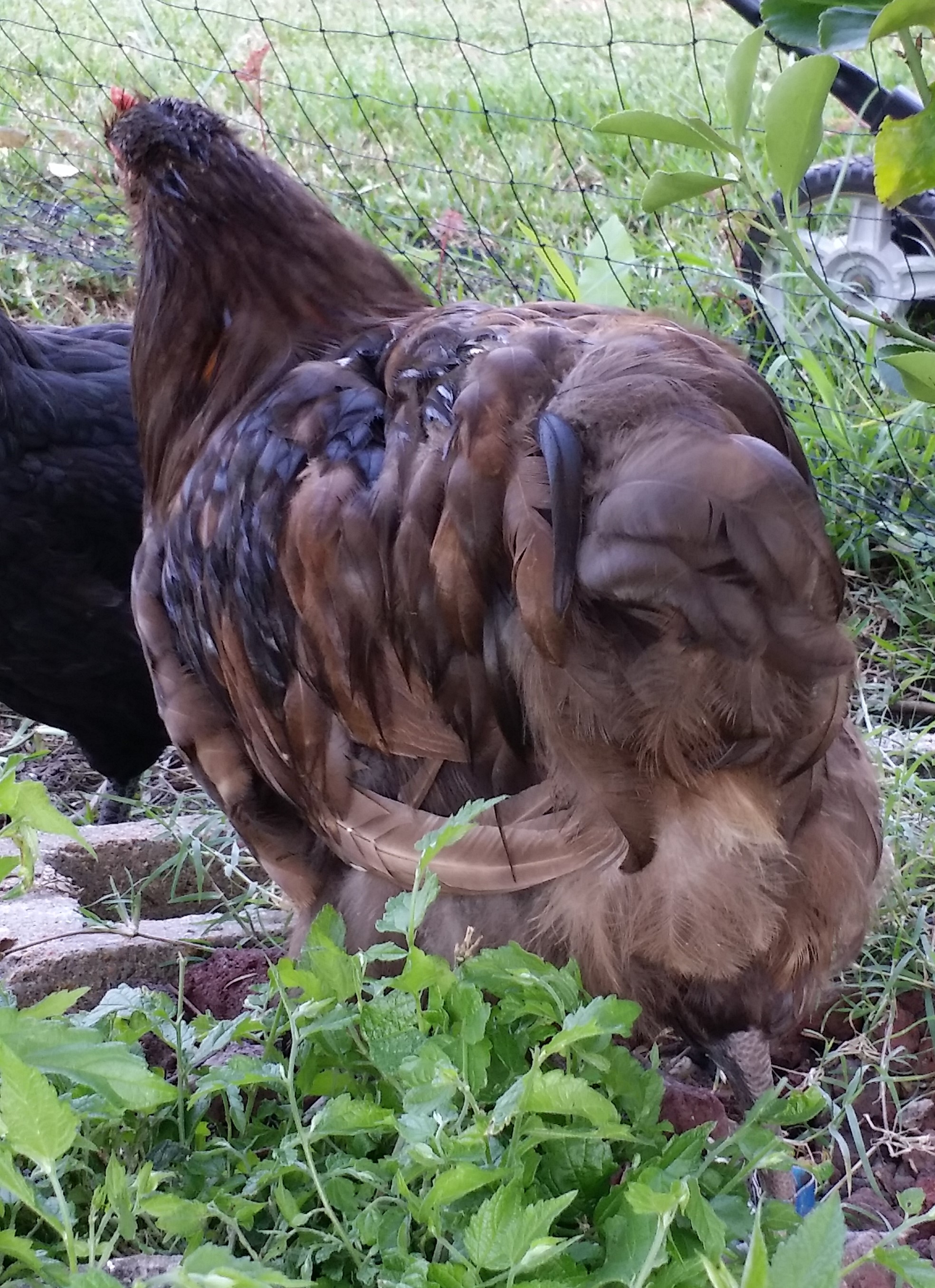 Chocolate Orpington Roo 22 weeks (fancychick) | BackYard Chickens ...