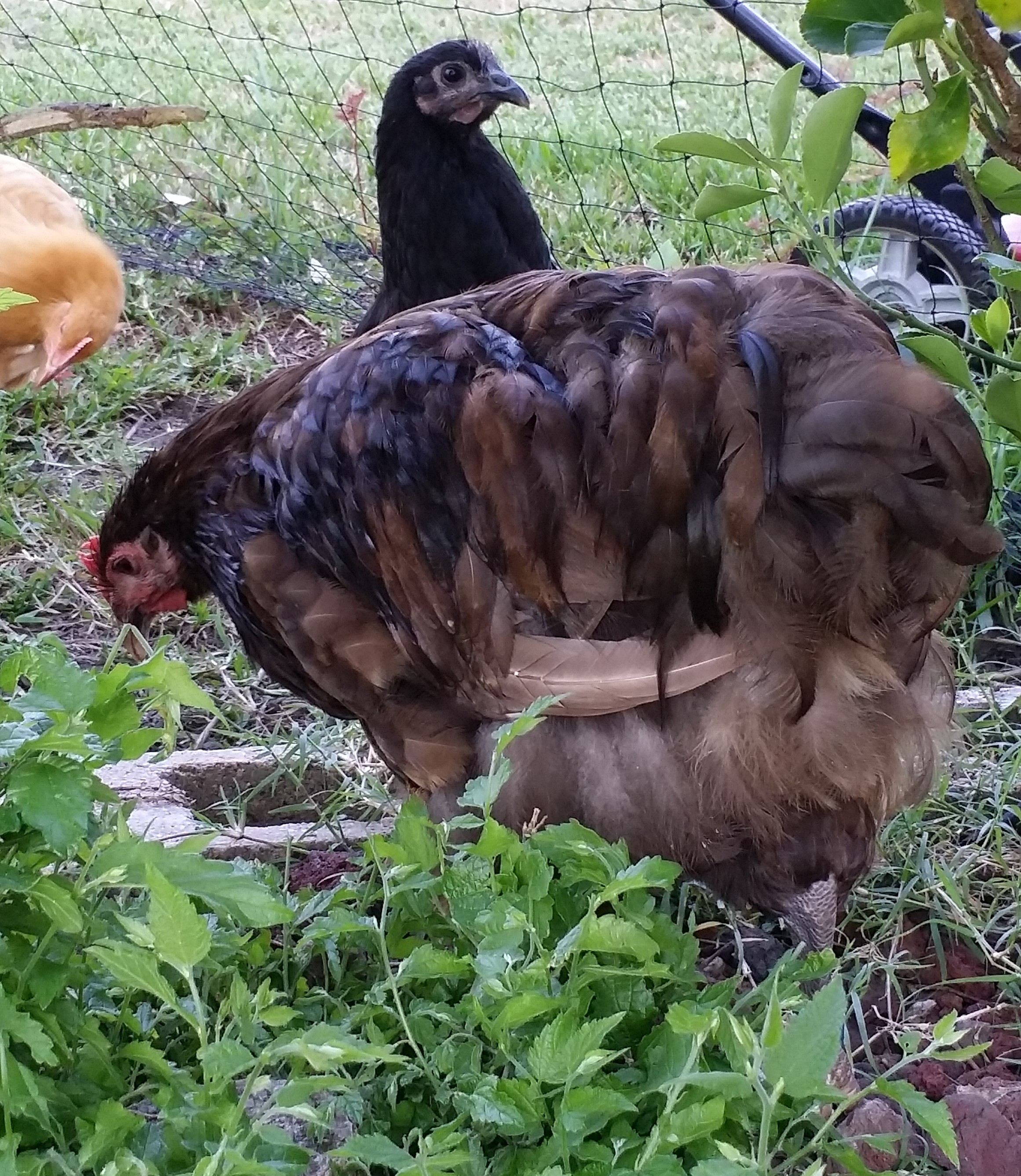 Chocolate Orpington Roo 22 weeks | BackYard Chickens - Learn How to ...