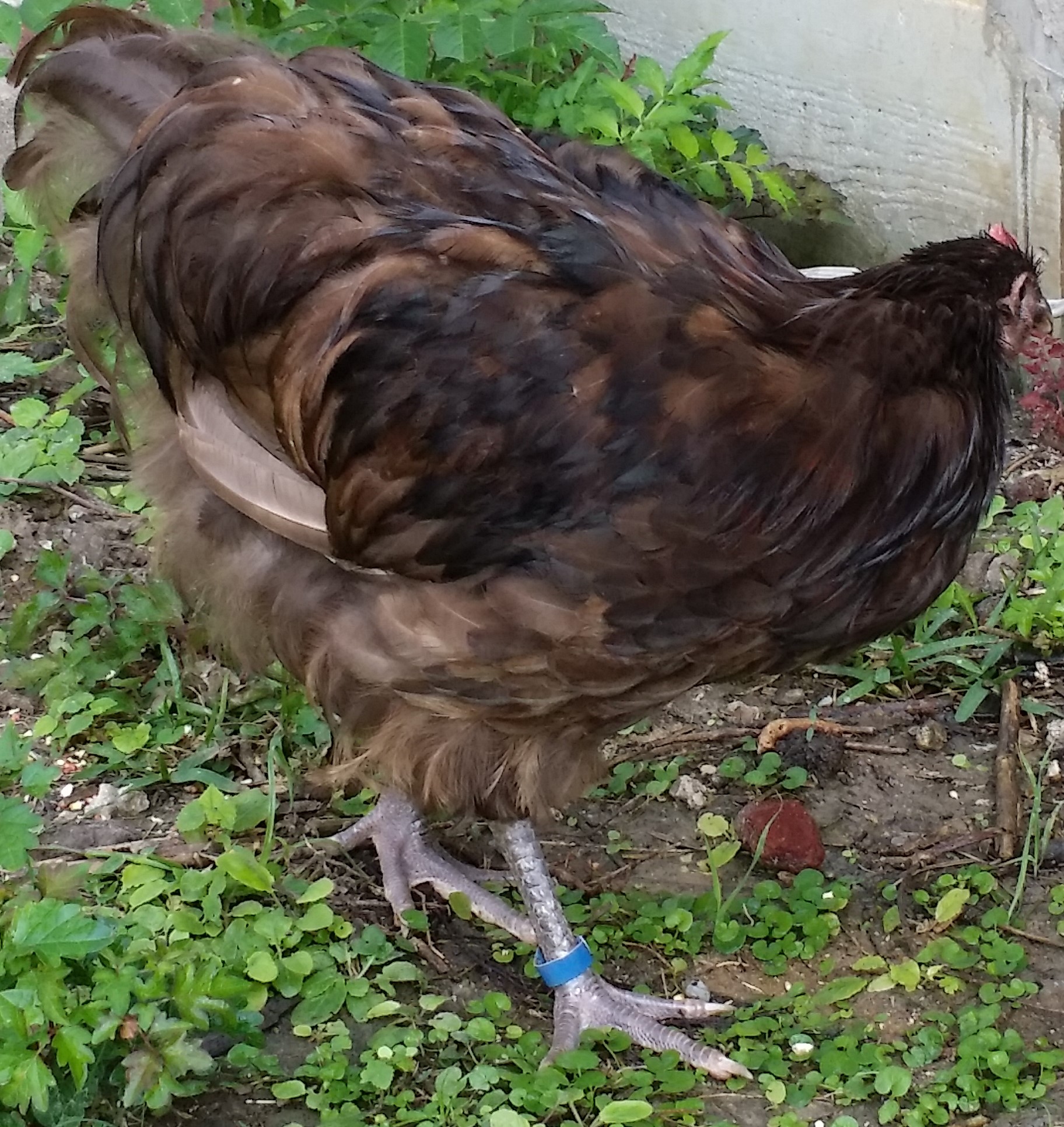 Chocolate Orpington Roo 22 weeks | BackYard Chickens - Learn How to ...