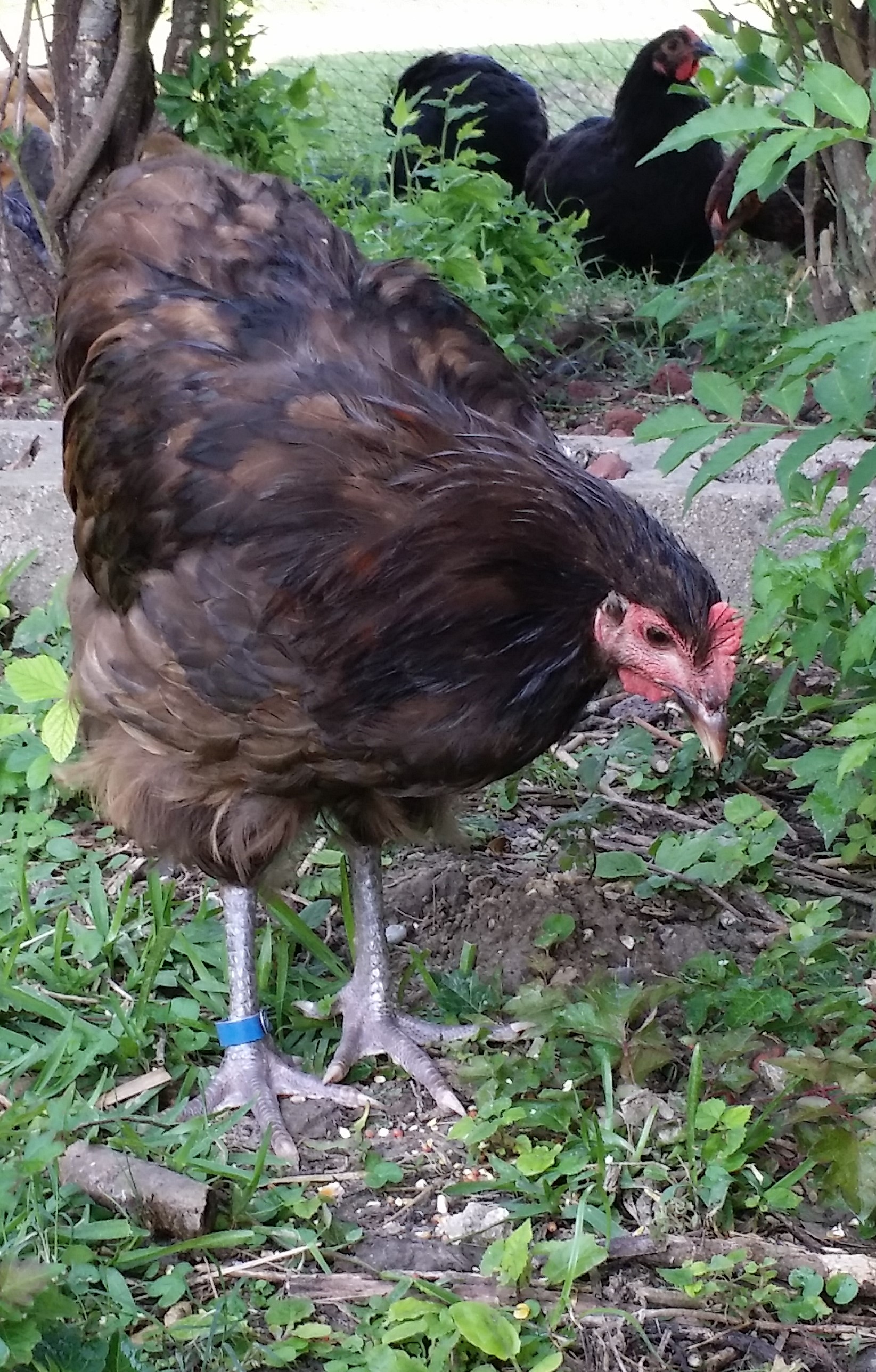Chocolate Orpington Roo 22 weeks | BackYard Chickens - Learn How to ...
