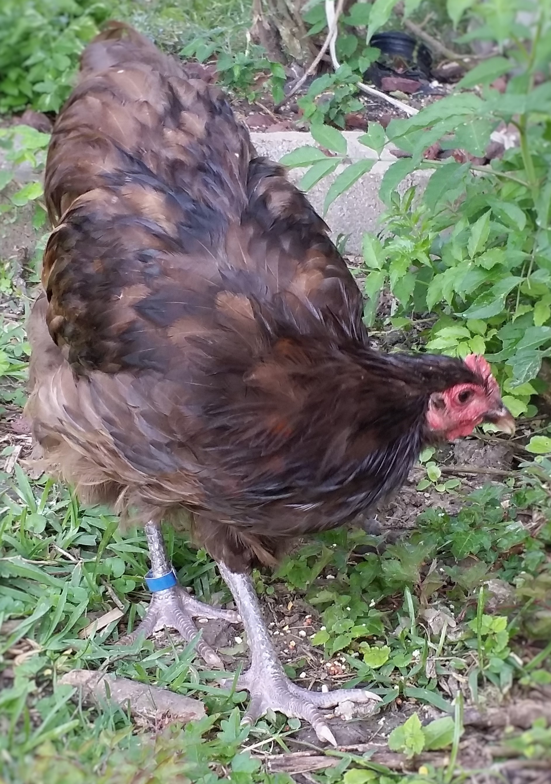 Chocolate Orpington Roo 22 weeks | BackYard Chickens - Learn How to ...