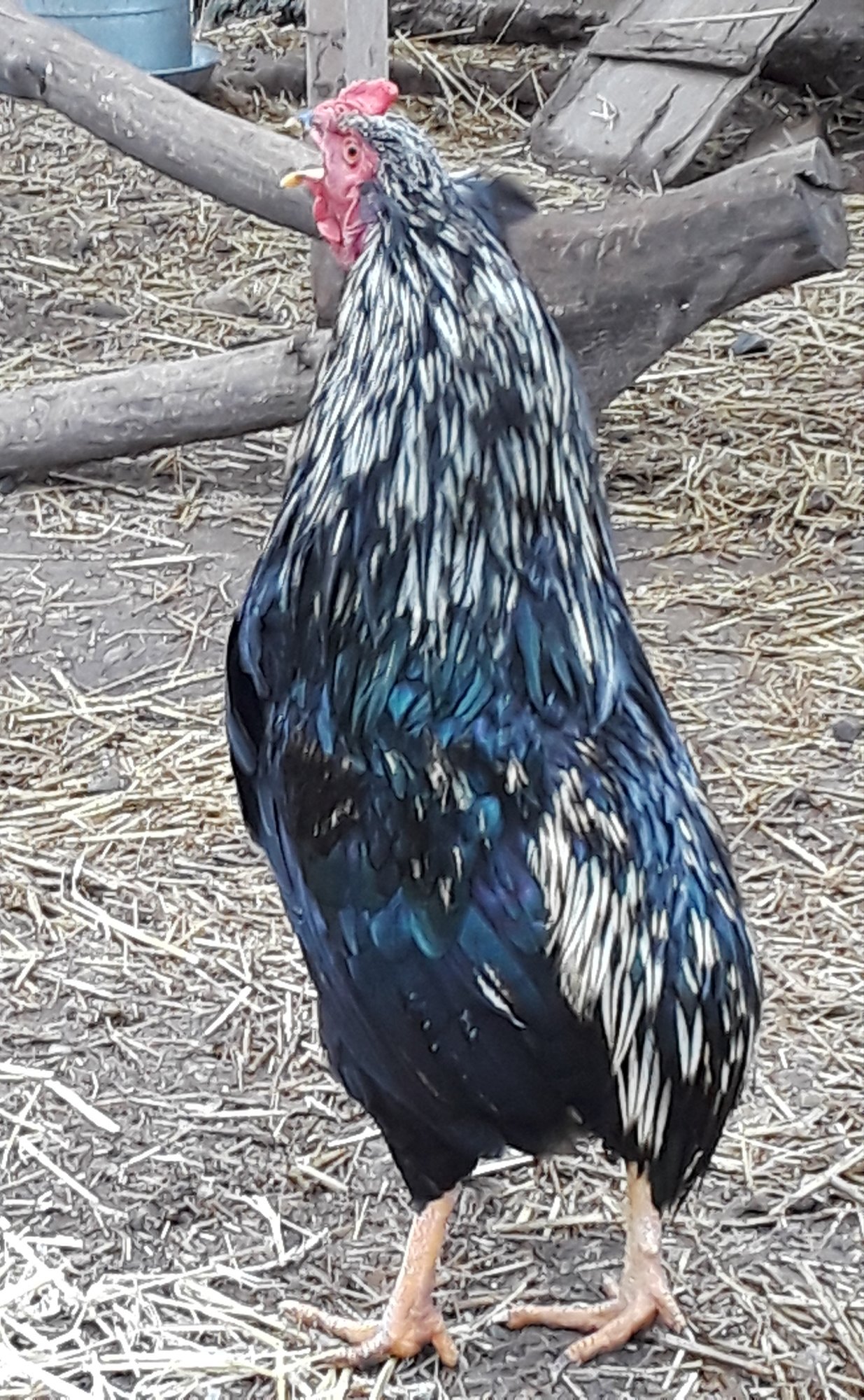 Cholo_1 | BackYard Chickens - Learn How to Raise Chickens