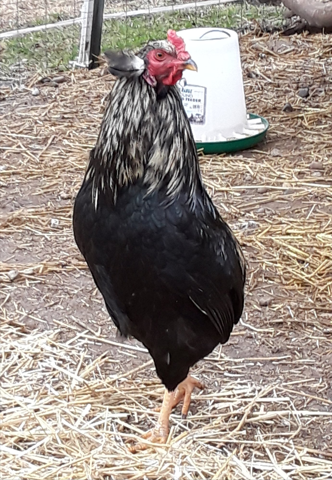 Cholo_2 | BackYard Chickens - Learn How to Raise Chickens