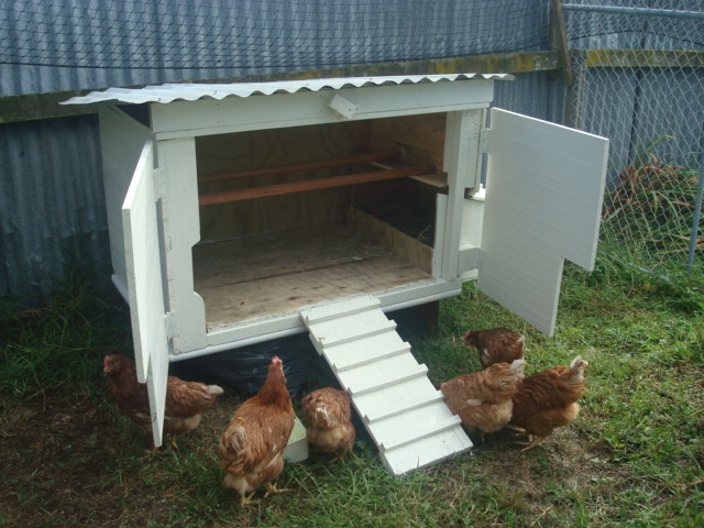 Chooks are home | BackYard Chickens - Learn How to Raise Chickens