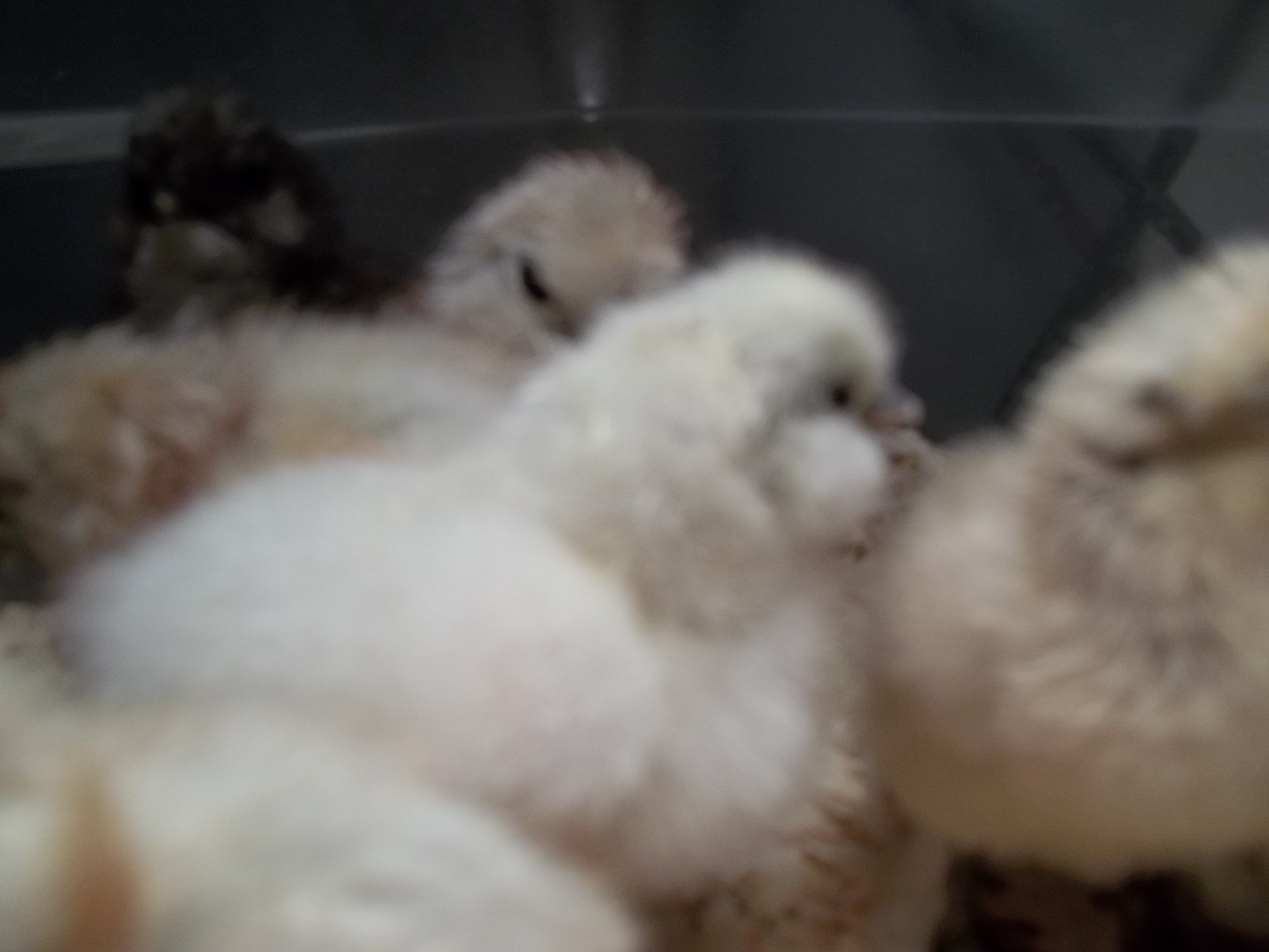 Chubby cheeks! | BackYard Chickens - Learn How to Raise Chickens