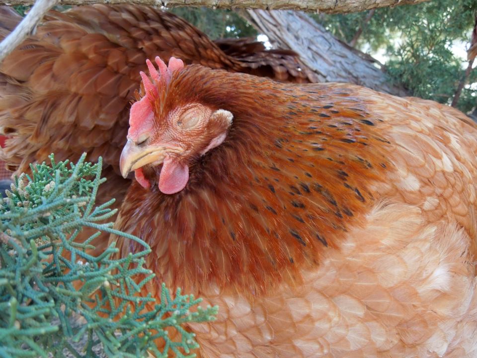 * Claire taking a nap | BackYard Chickens - Learn How to Raise Chickens