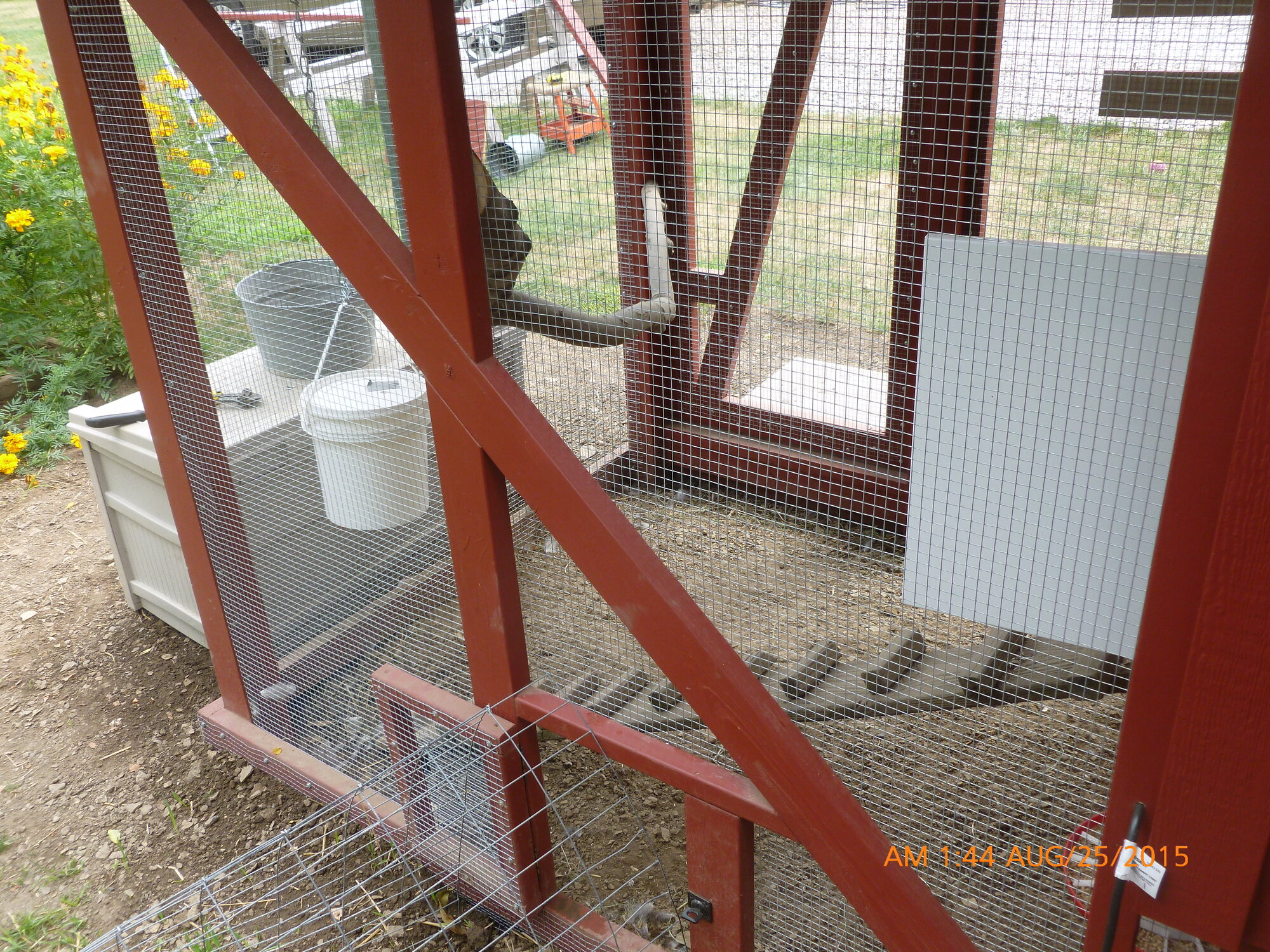 Close Rear | BackYard Chickens - Learn How to Raise Chickens