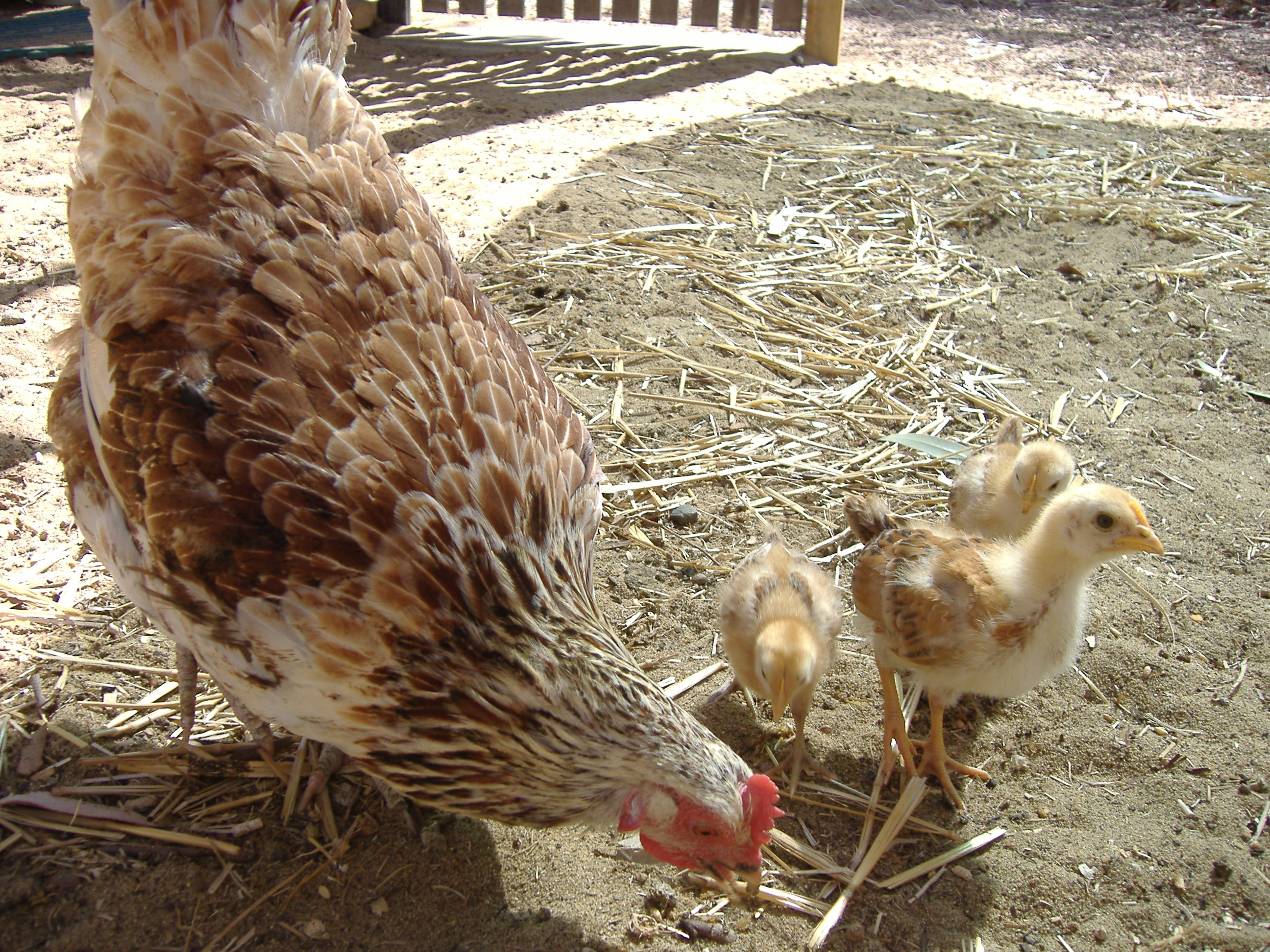 Coco and some of her chicks | BackYard Chickens - Learn How to Raise ...