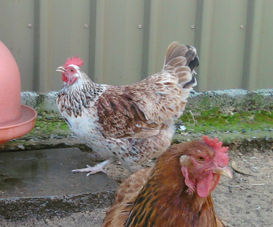 Coco | BackYard Chickens - Learn How to Raise Chickens