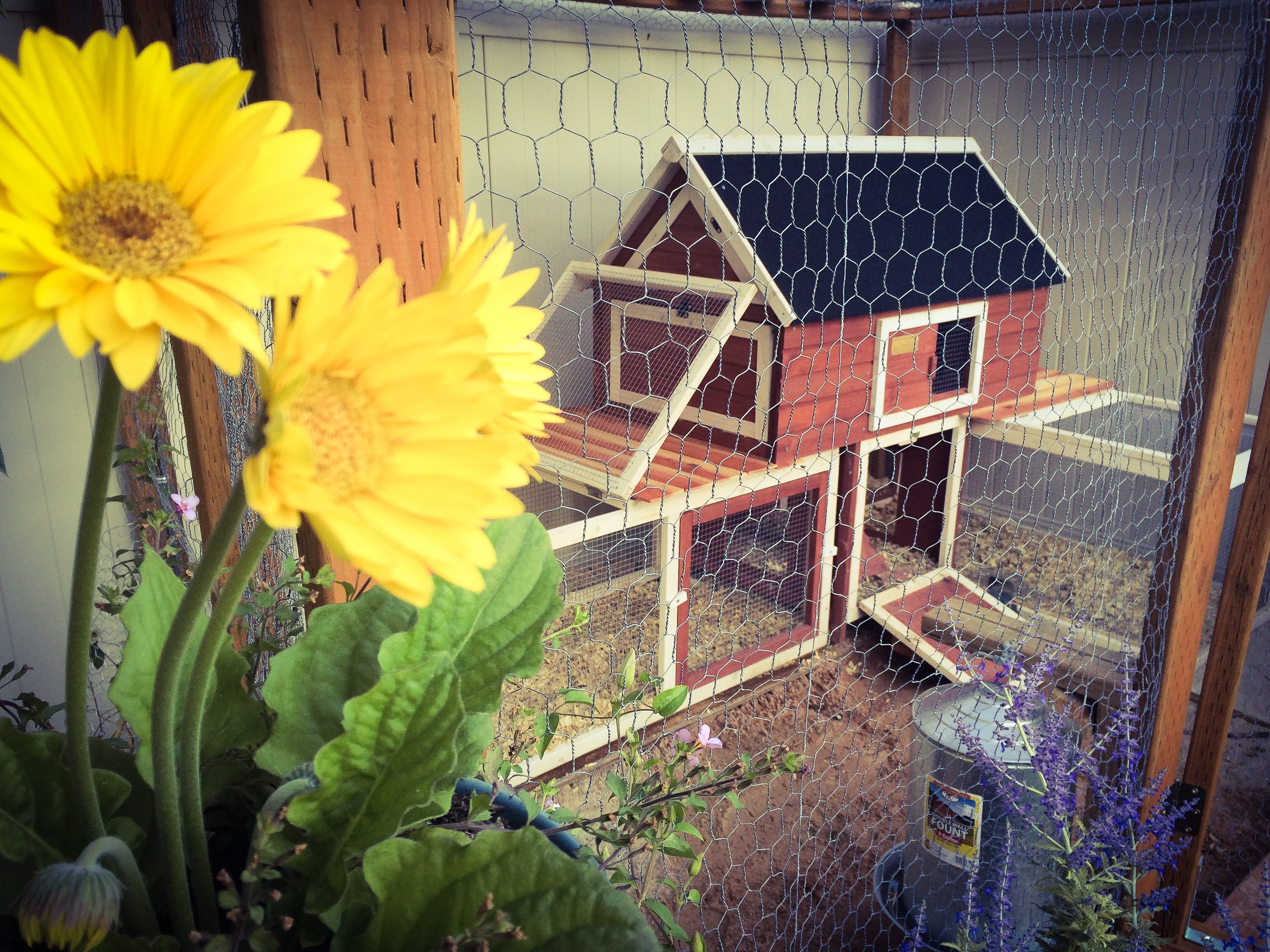 Coop Backyard Chickens Learn How To Raise Chickens