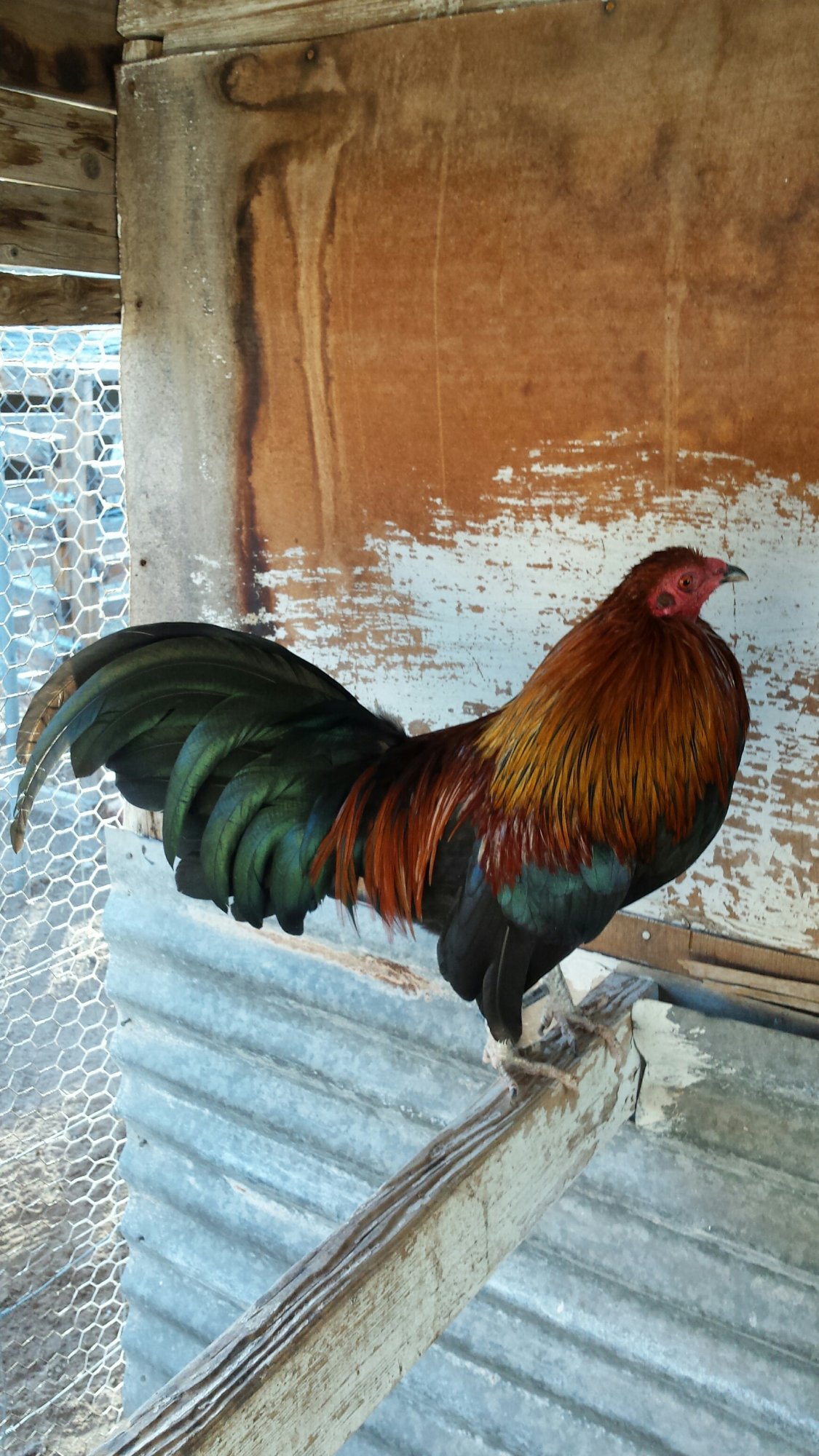 Copper | BackYard Chickens - Learn How to Raise Chickens