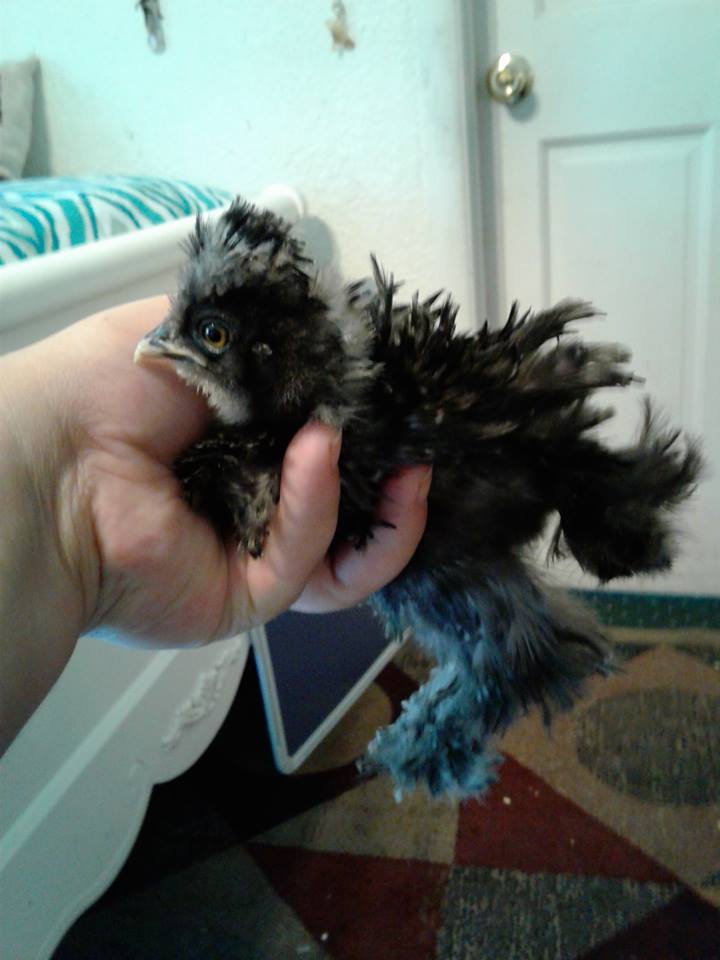 Crapper - sizzle maybe a roo? | BackYard Chickens - Learn How to Raise ...