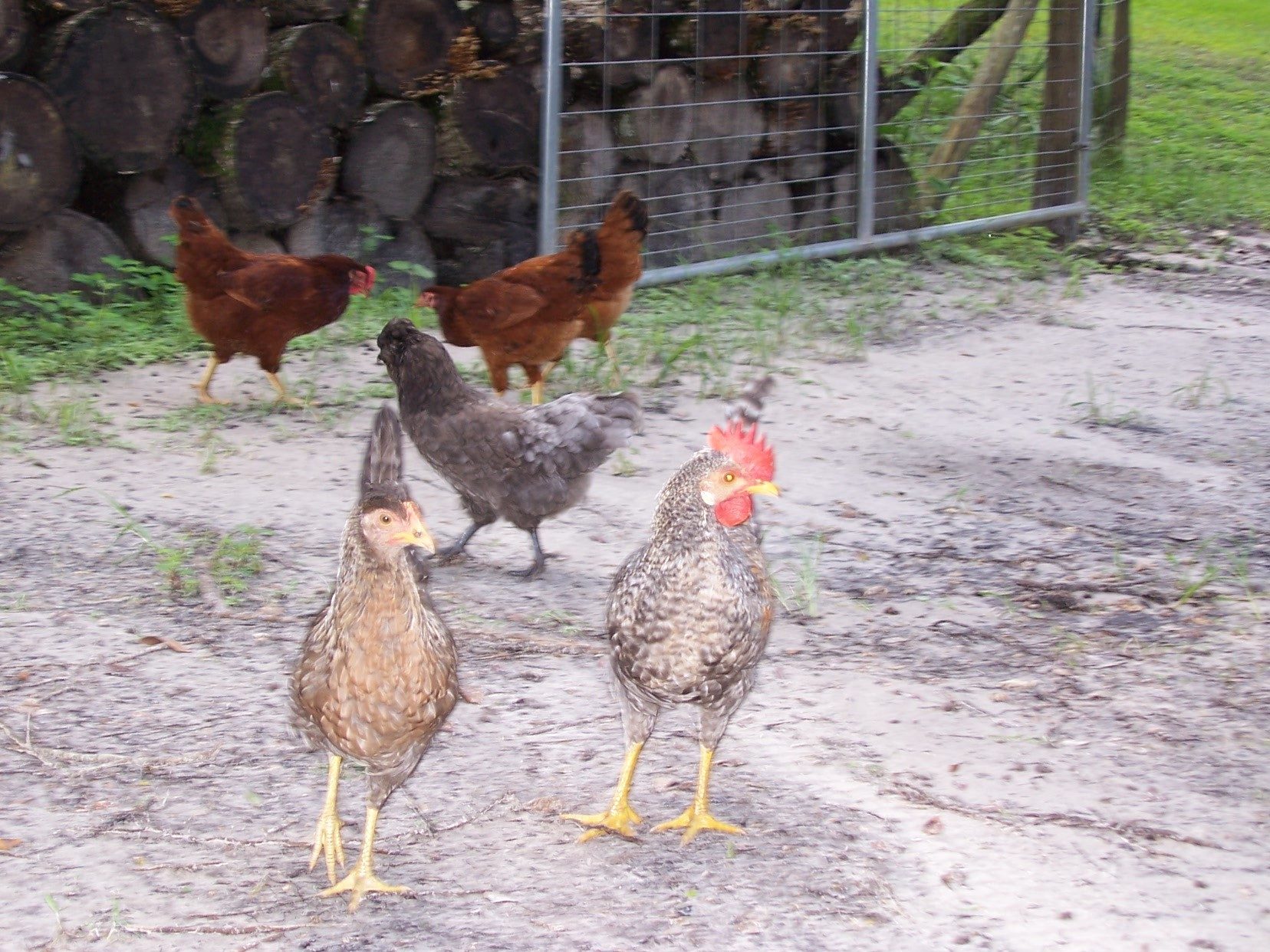 Crested Cream Legbar hen and rooster | BackYard Chickens - Learn How to ...