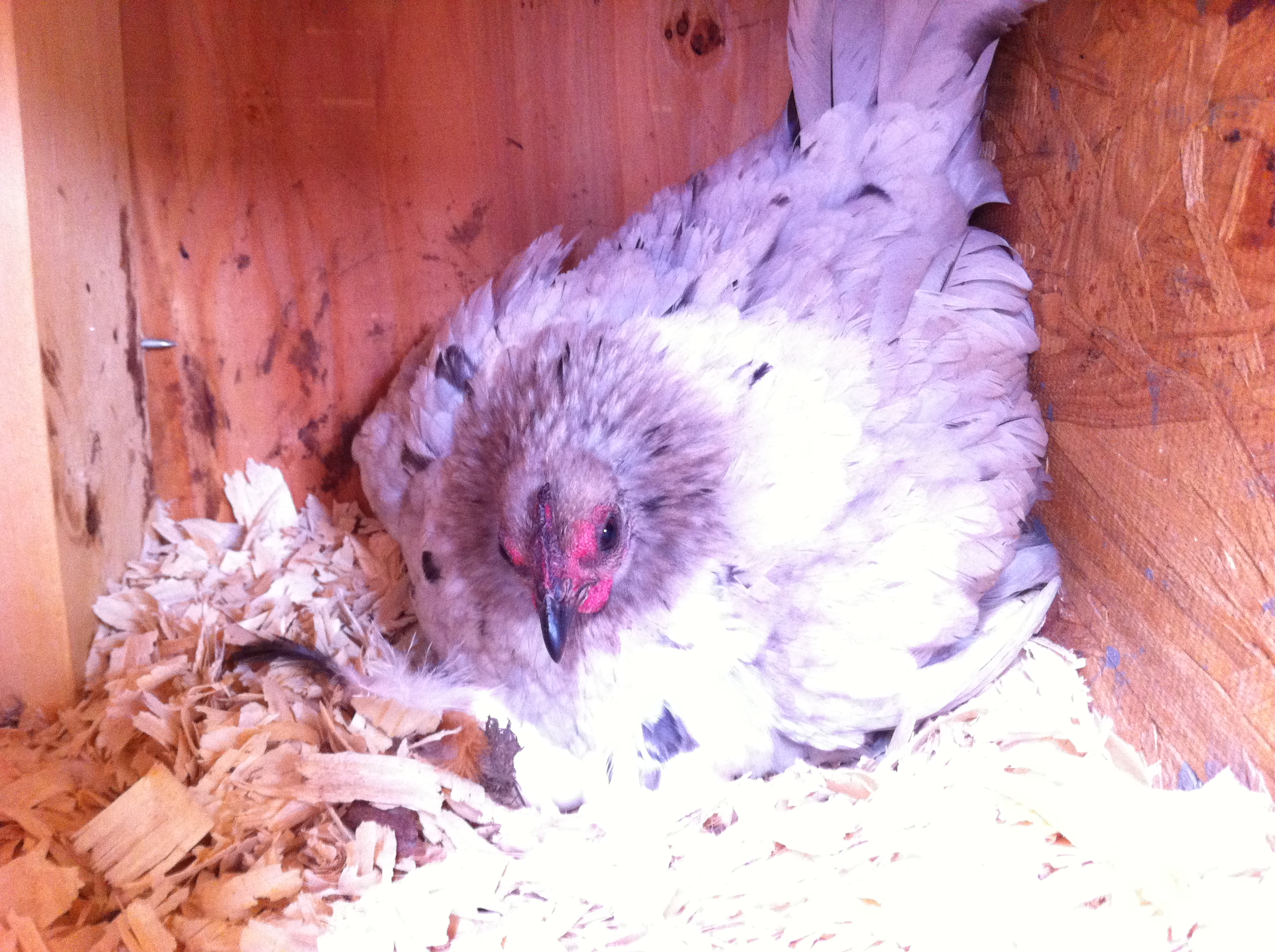 Cricket | BackYard Chickens - Learn How to Raise Chickens