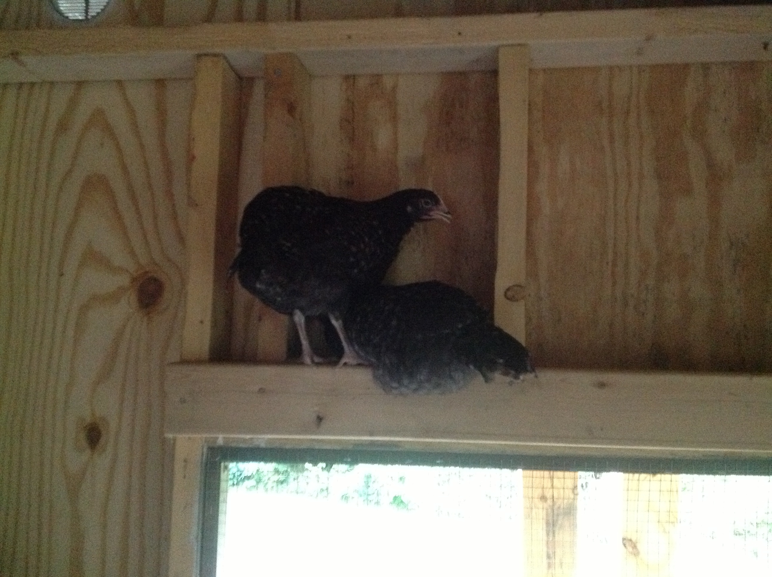 Cuckoo Marans...Grace and Grace. | BackYard Chickens - Learn How to ...