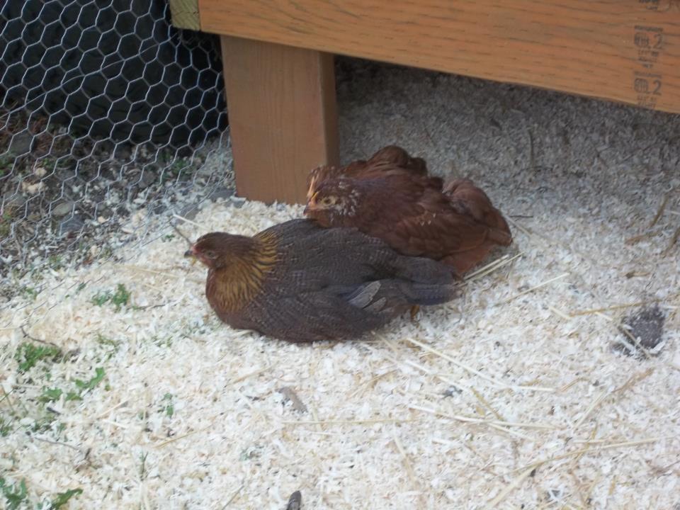 cuddle pile! | BackYard Chickens - Learn How to Raise Chickens